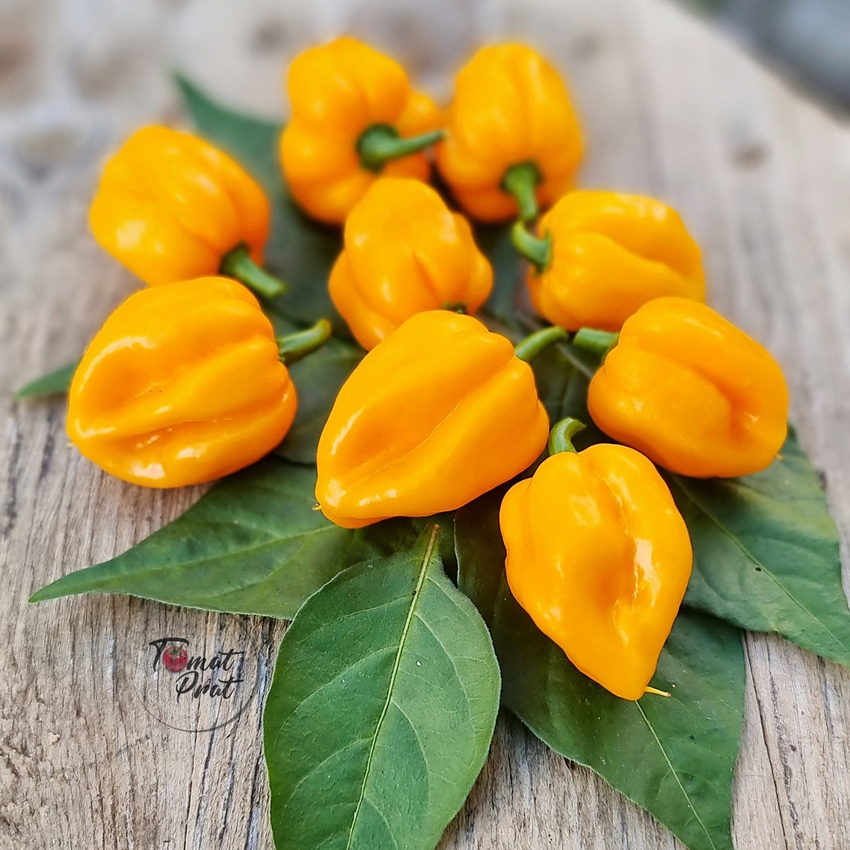 Habanero Golden – TomatPrat.no