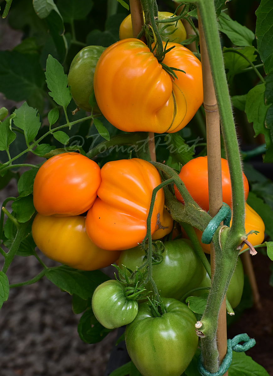 Kozula #100 – TomatPrat.no
